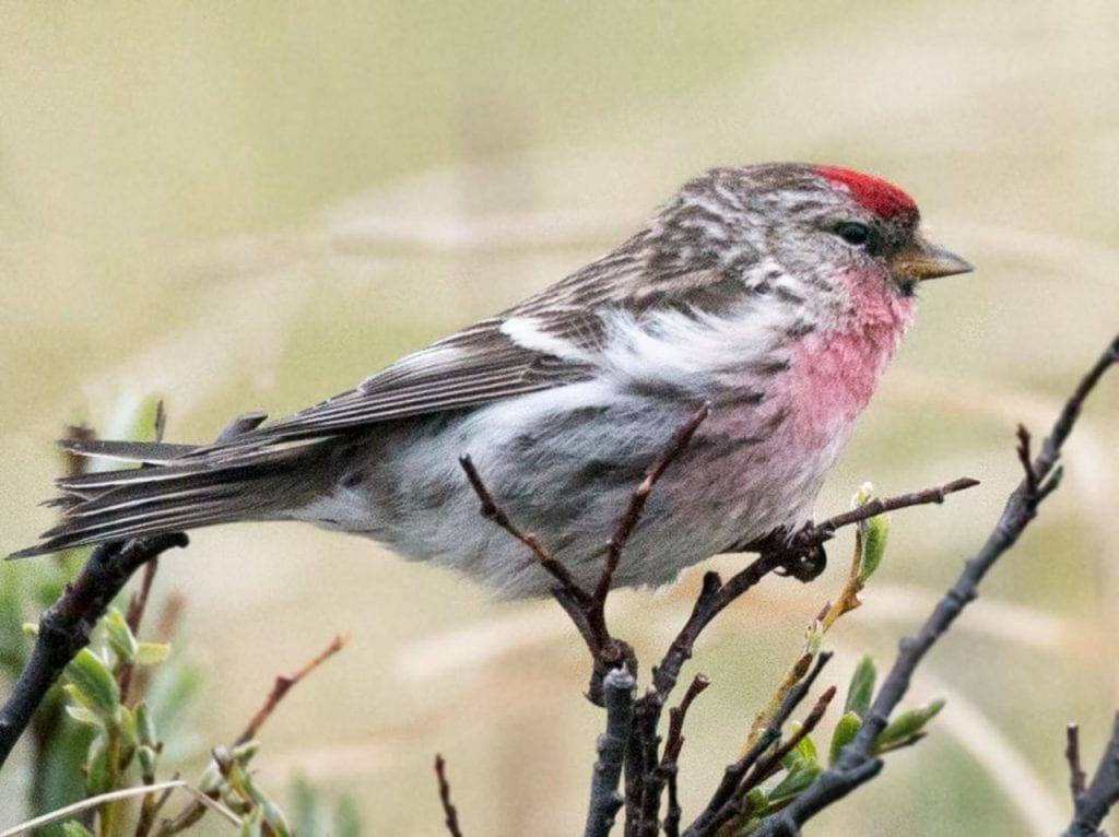 Redpoll – Common or Hoary? | West Nipissing ATV Club